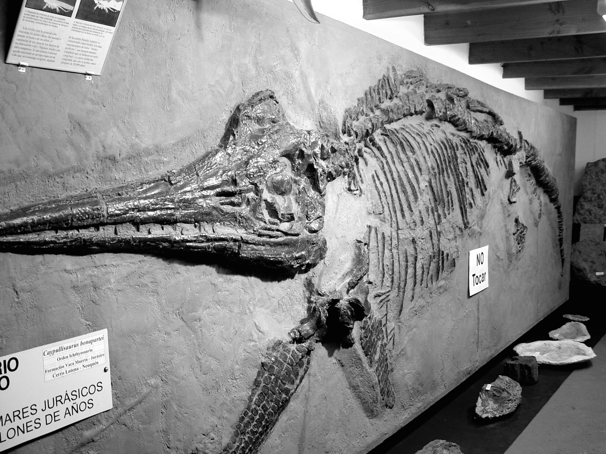 Paleontología – Desde la Patagonia, Difundiendo Saberes