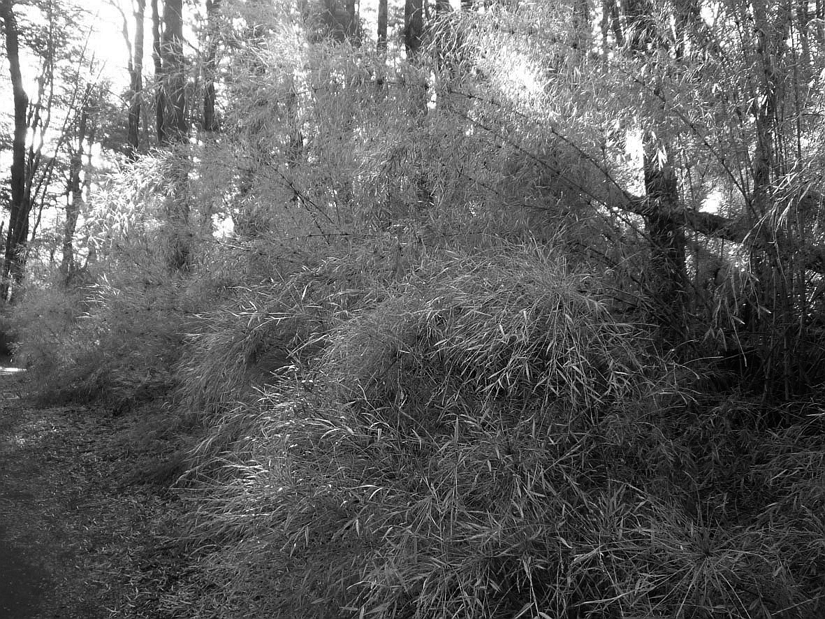 FLORACIÓN MASIVA DE LA CAÑA COLIHUE - Desde la Patagonia, Difundiendo ...