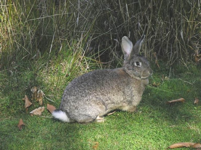 ESPECIES EXÓTICAS INVASORAS EN LA PATAGONIA: EL CONEJO EUROPEO - Desde ...
